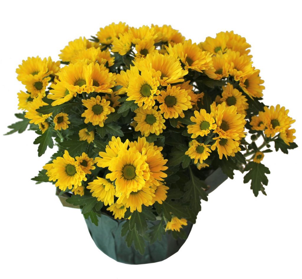 5" Fleurette Mums | Meyers Flower Farms