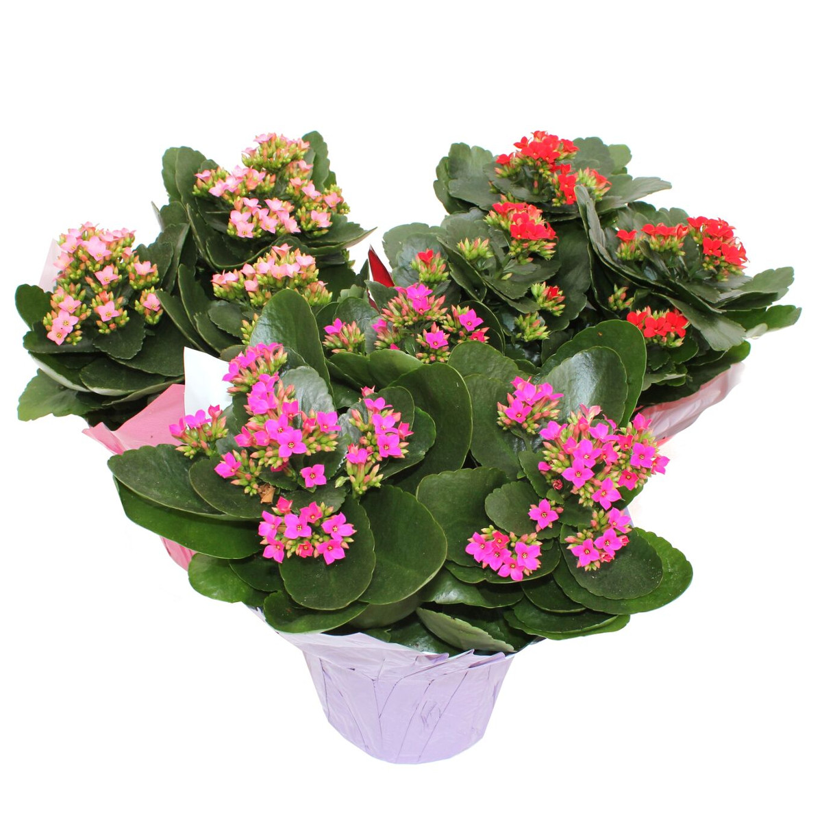 6" Kalanchoes | Meyers Flower Farms