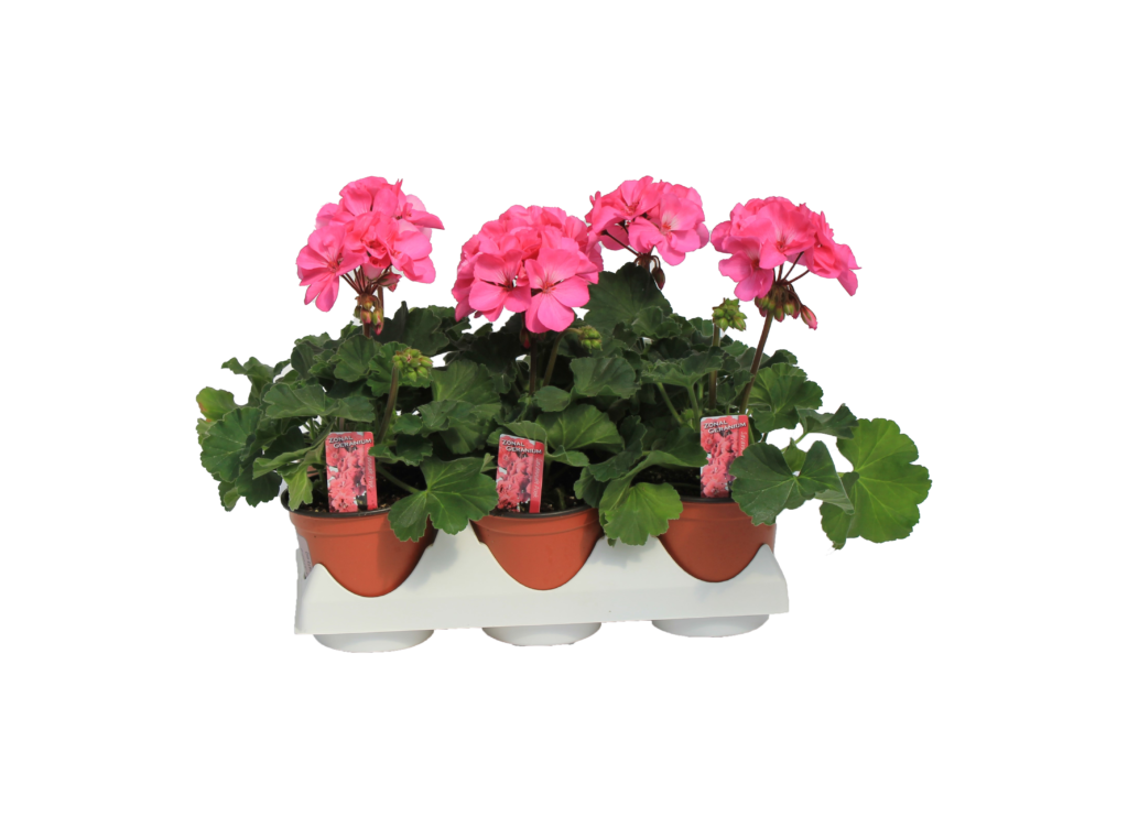 4" Geranium | Meyers Flower Farms