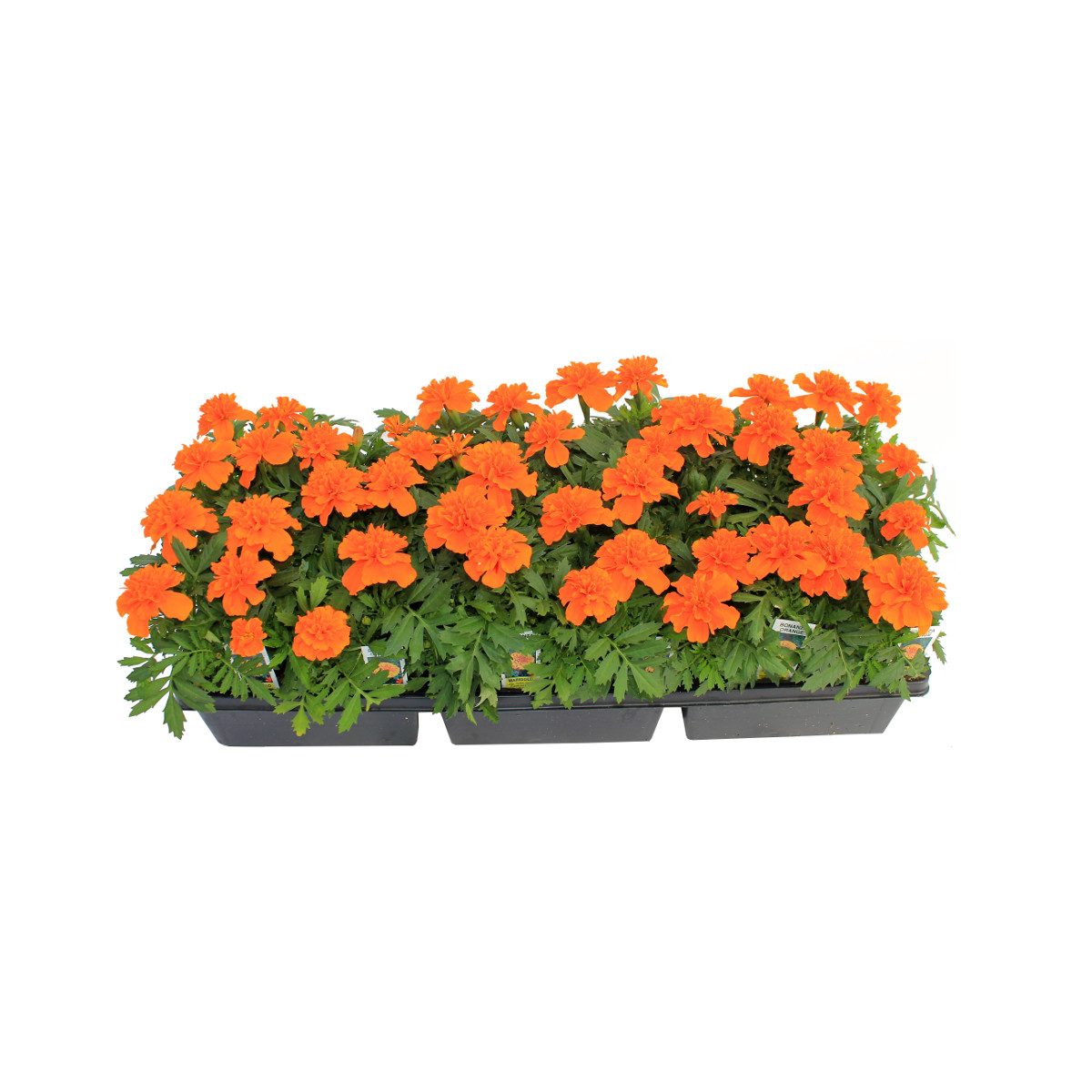 4" Marigold | Meyers Flower Farms