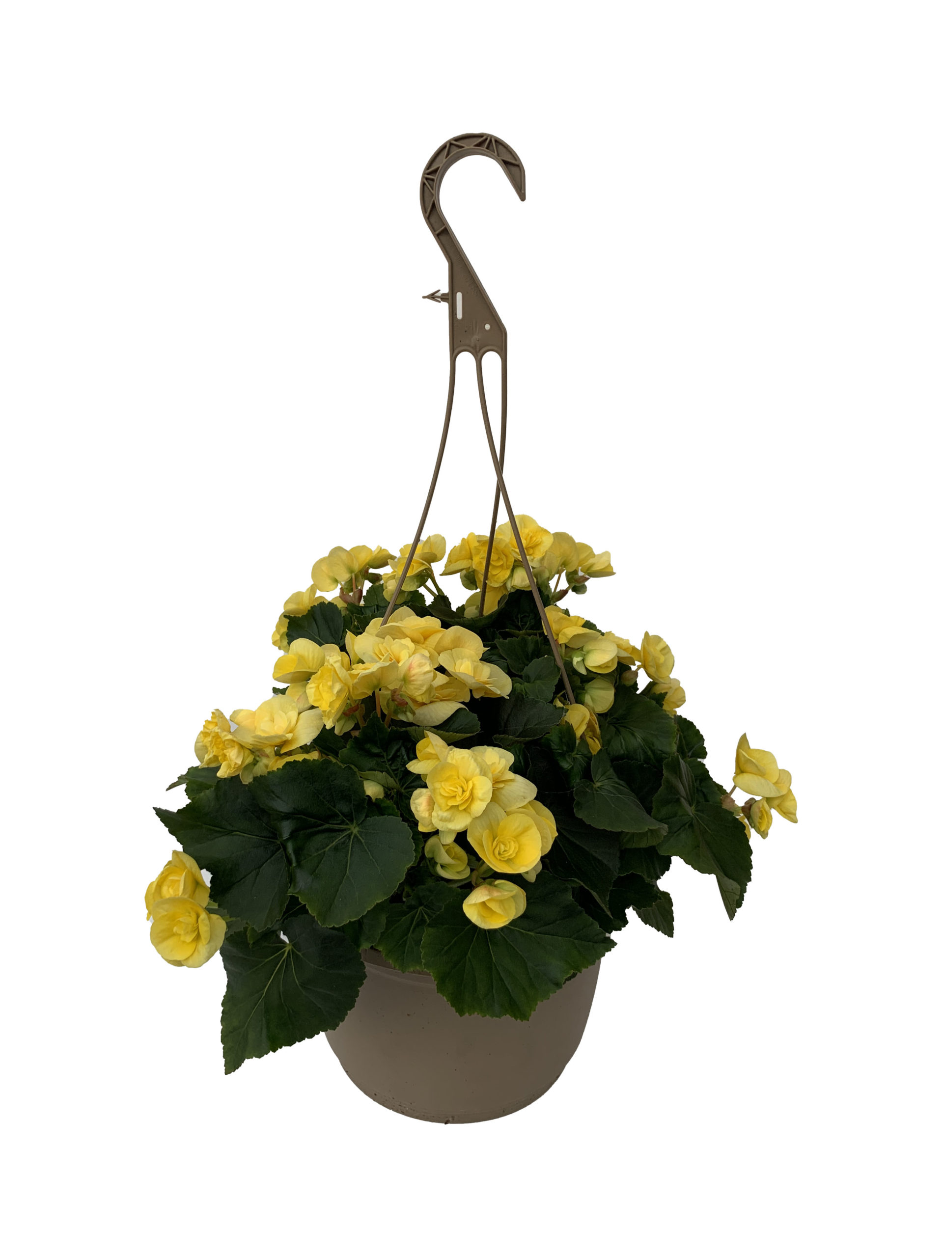 10" Begonia Basket | Meyers Flower Farms